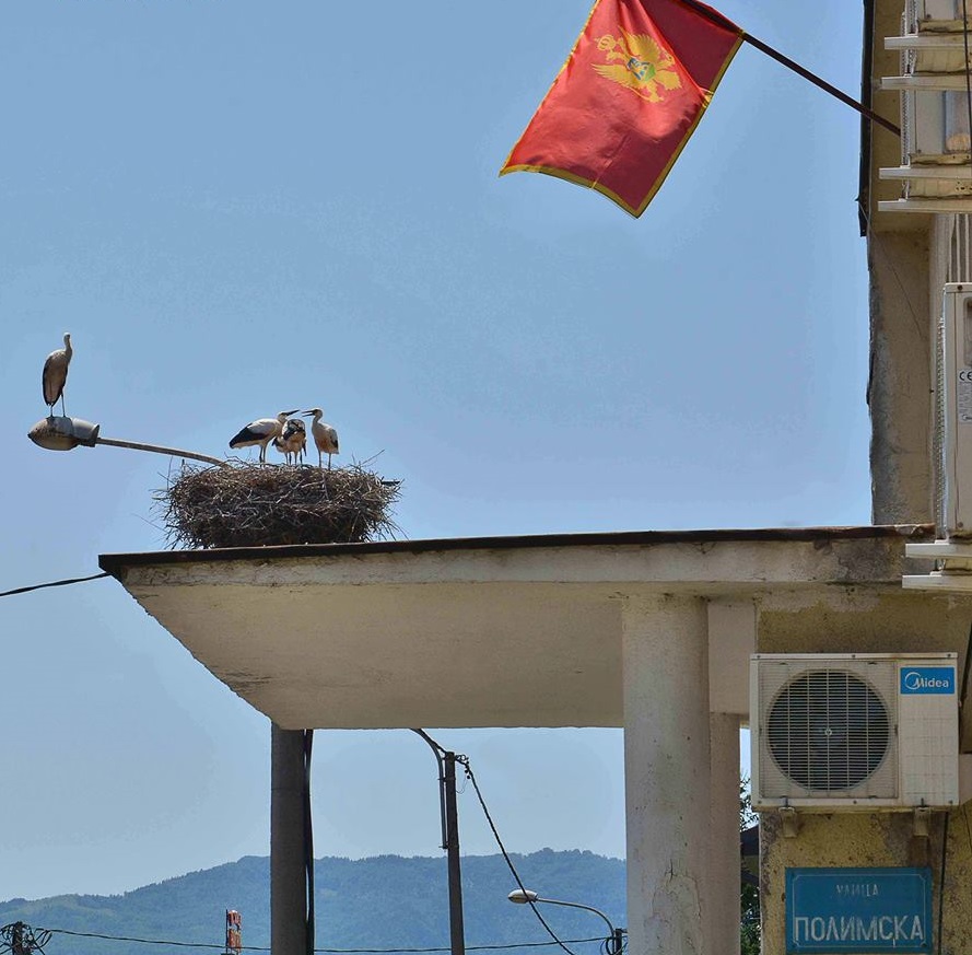 PHOTO: Safe in the valley of river Lim: A couple of rare white storks ...