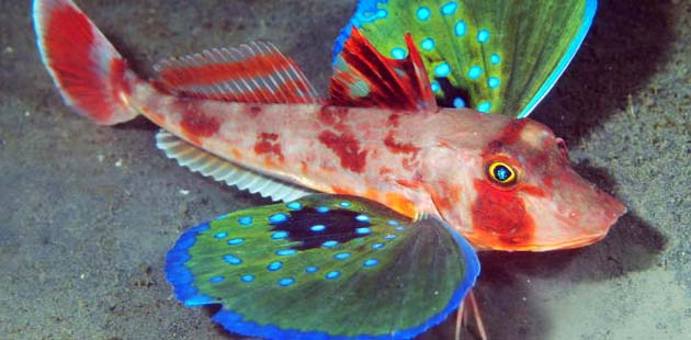 "Morski leptiri": Lijepa i čudna mala bića sa dna okeana - CdM