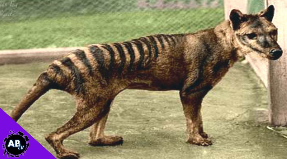 Tasmanijski tigar primijećen 80 godine poslije istrijebljenja - CdM