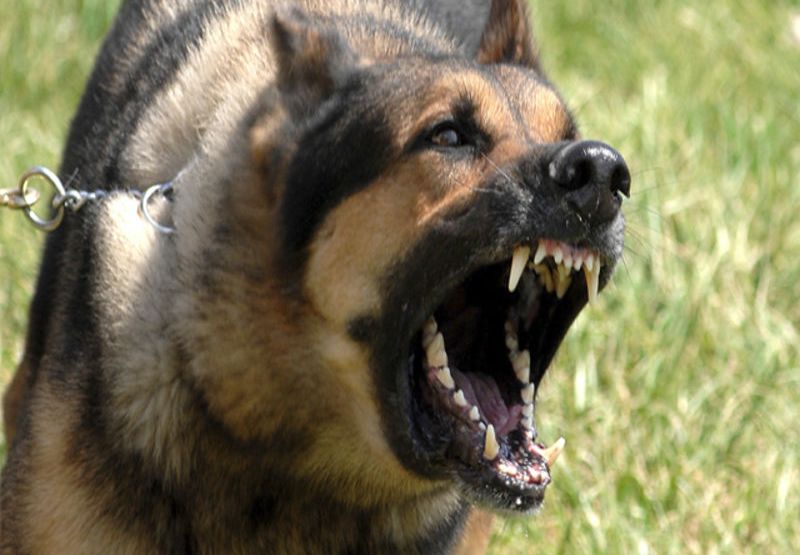 Podgorica: Vučjak napao ženu sa pudlicom - CdM