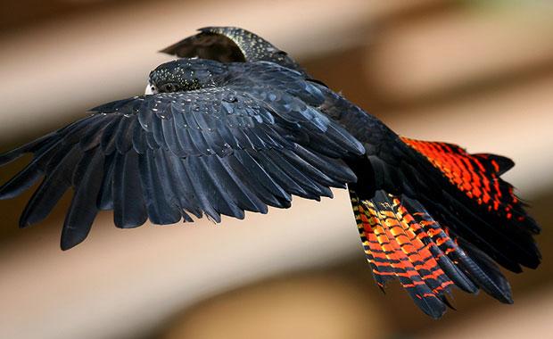 Crni kakadu, da privoli ženku na parenje - on svira bubnjeve! - CdM