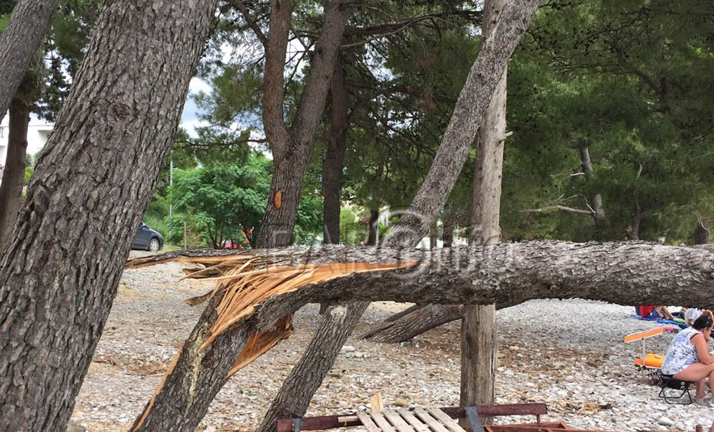 Palo stablo bora u Baru, povrijeđeno dvoje djece - CdM