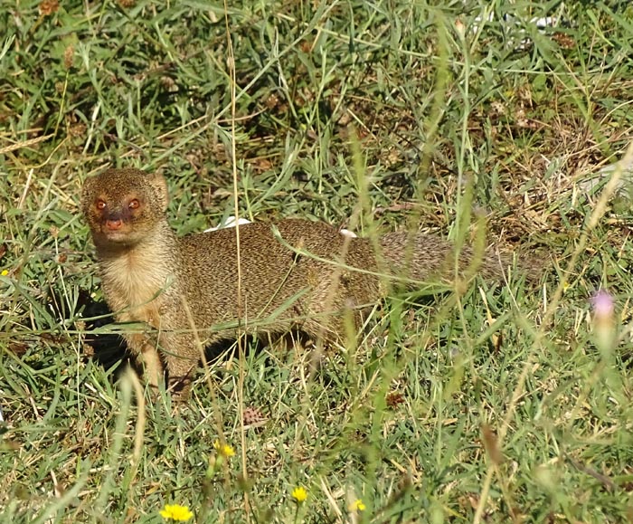 Mungosi haraju Sutorinskim poljem - CdM