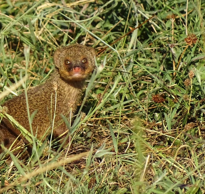 Mungosi haraju Sutorinskim poljem - CdM