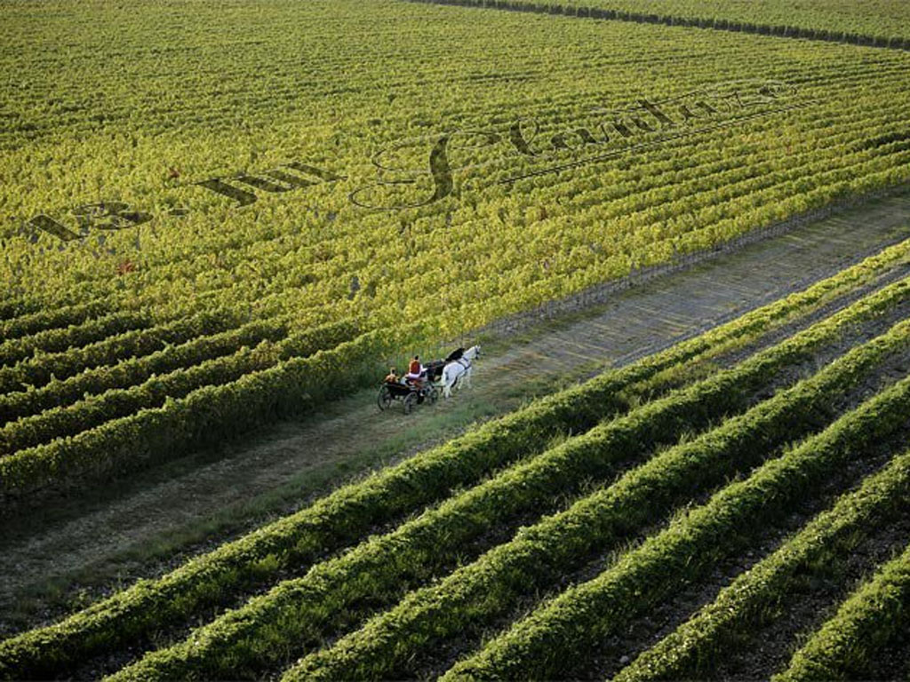 Plantaže: Prepolovljen gubitak, godina stabilizacije - CdM