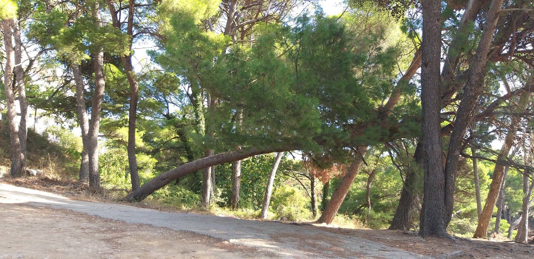 Borova šuma izumire: Erozija i nebriga nagrizaju pluća Ulcinja - CdM