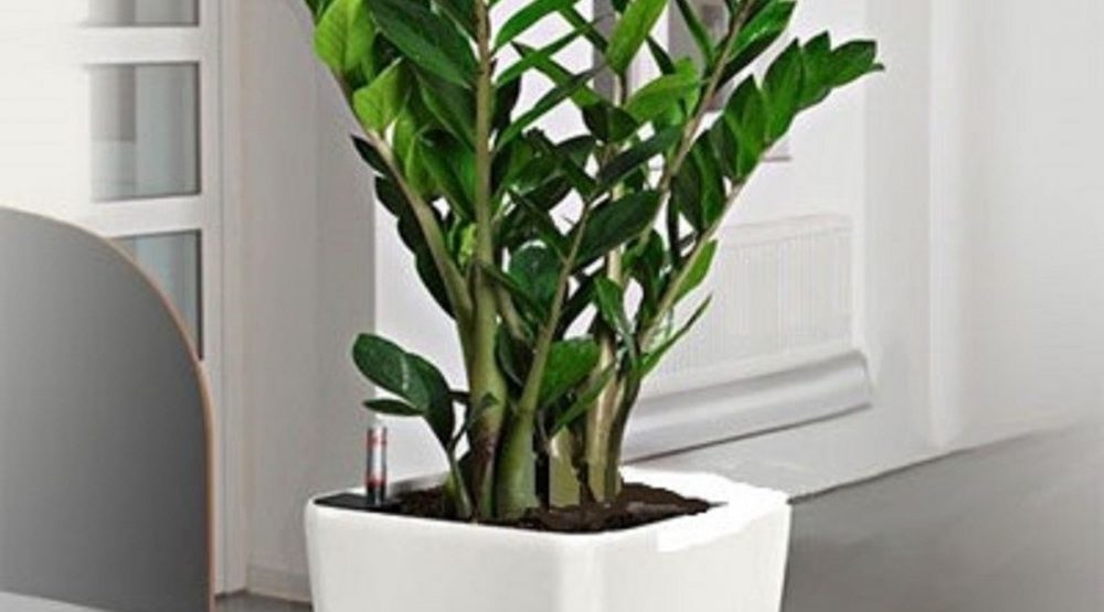 Zamija-biljka koja vašem domu donosi novac i sreću - CdM