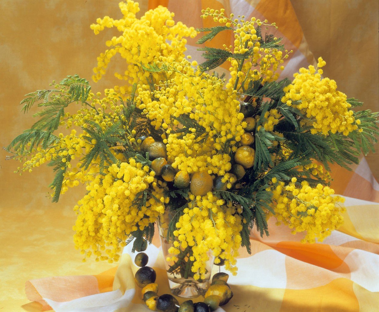 Mimoza- prvi vjesnik proljeća i idealna dekoracija za dom - CdM