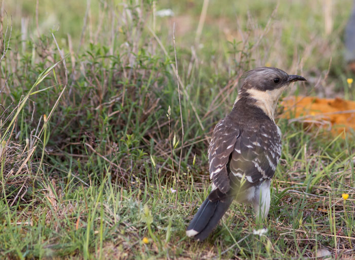 Na Ćemovskom polju fotografisana rijetka Afrička ćubasta kukavica - CdM