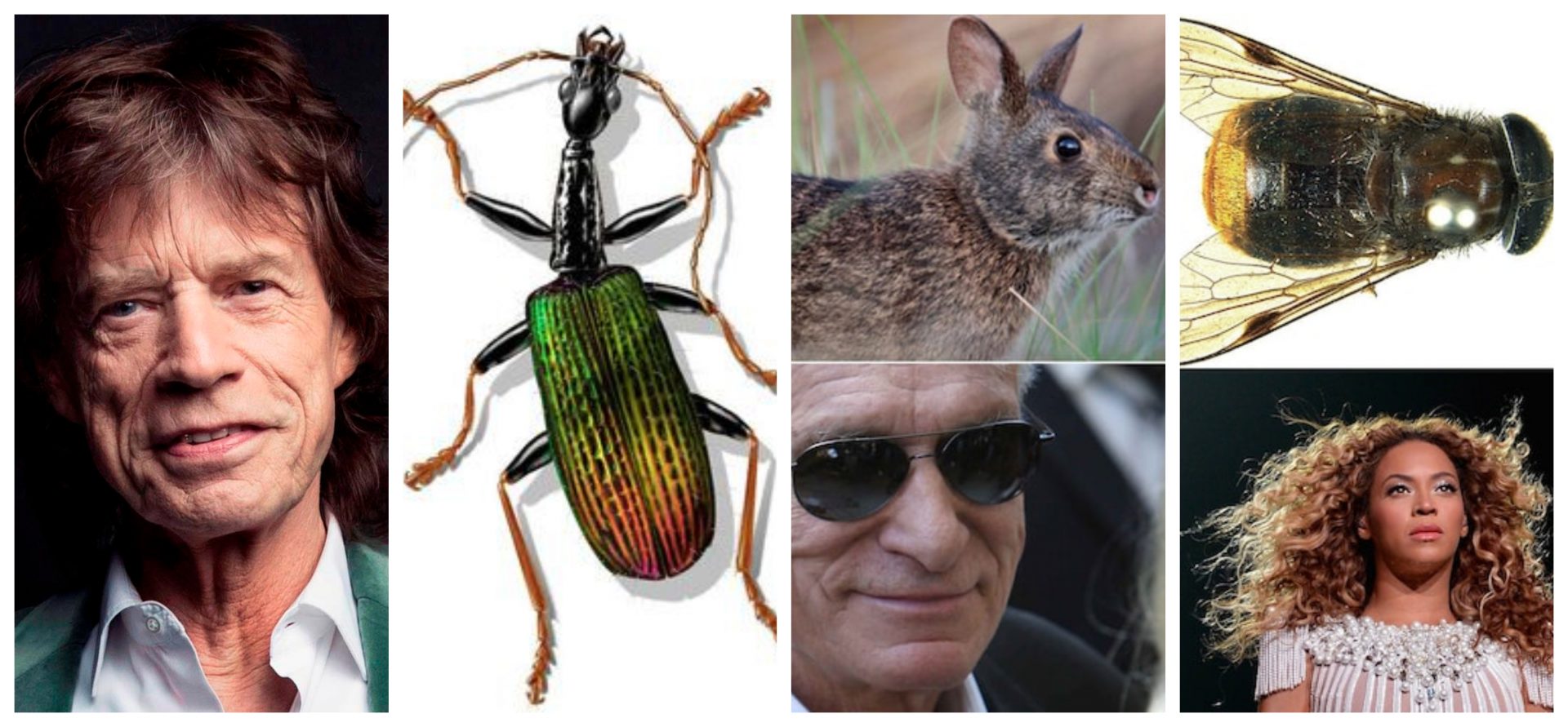 Imena insekata po poznatima: Muva Bijonse, buba Kejt Vinslet i puž Mik ...