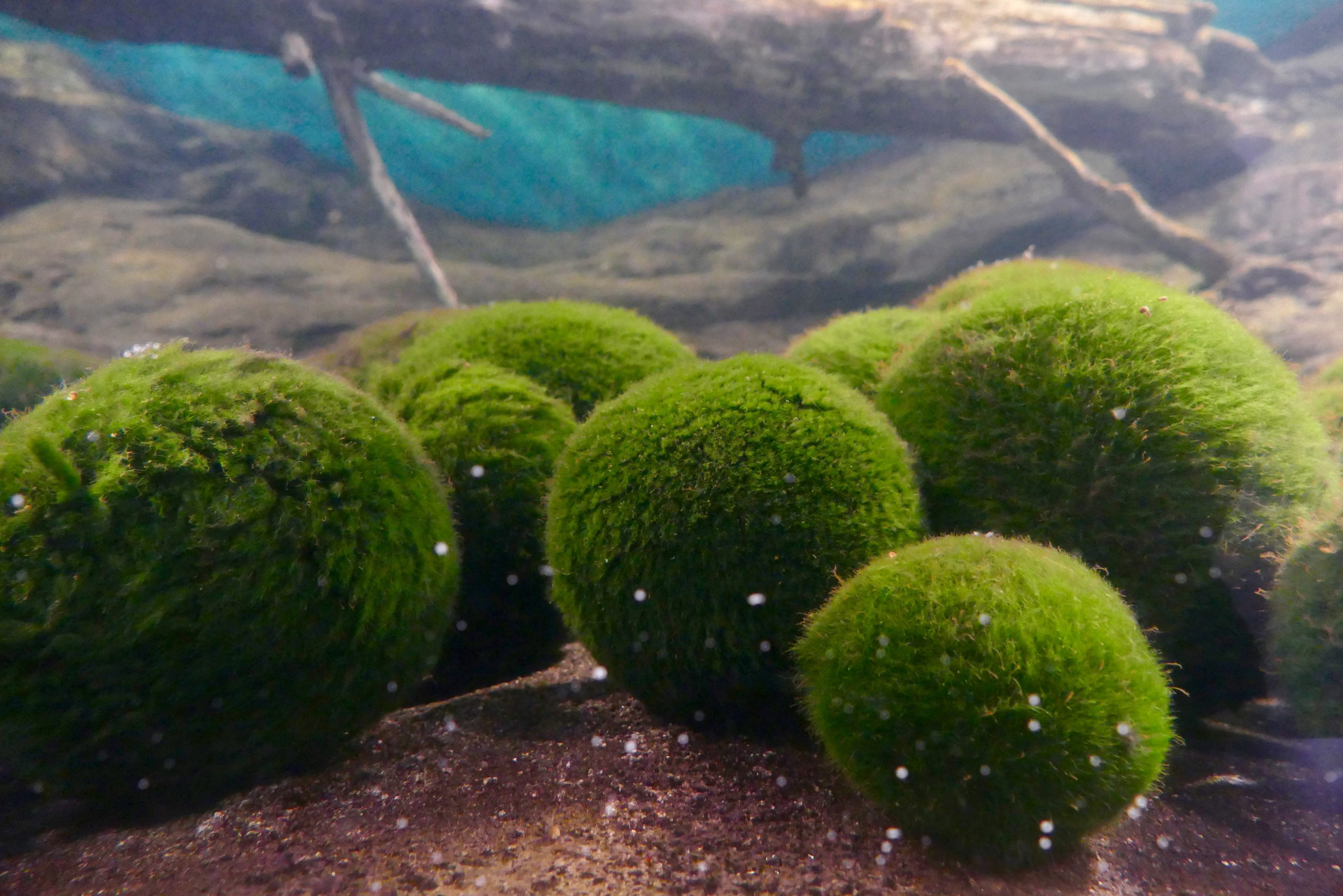 Jezerske lopte, prirodno bogatsvo Japana zaštićeno zakonom - CdM