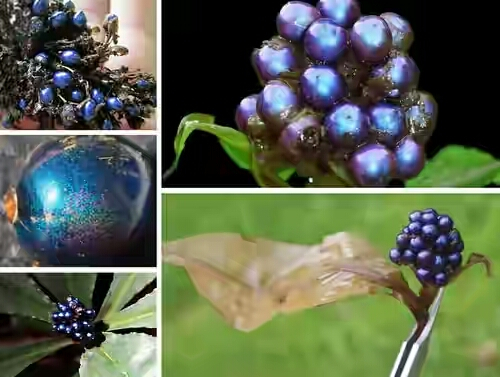 Pollia condensata, najsjajniji organizam na svijetu - CdM