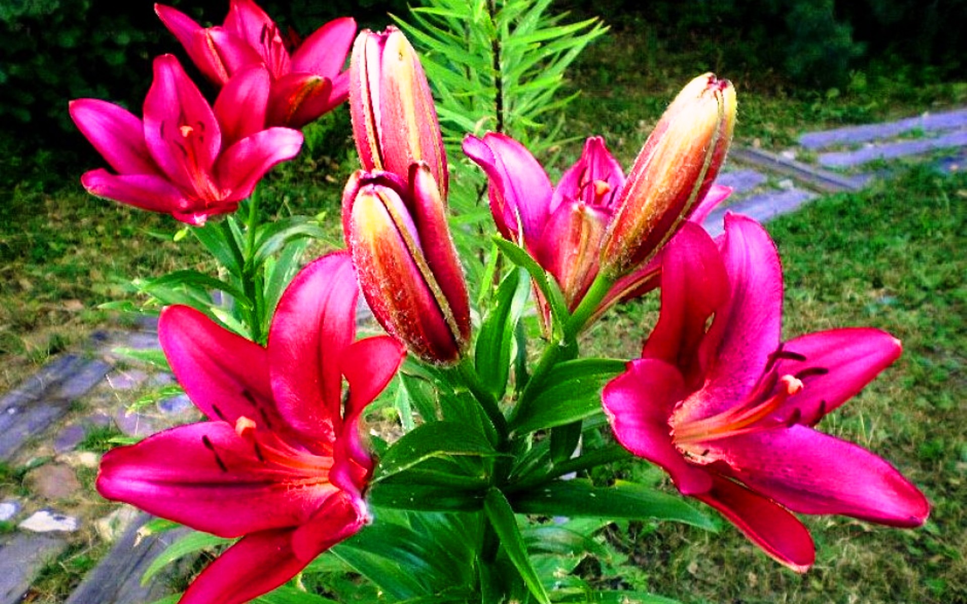 Ljiljani, simbol čistote, nade i miljenici boginja - CdM