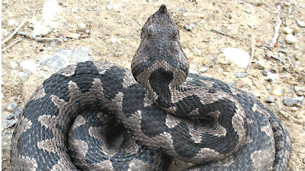 Poskok ušao u kuću i ujeo psa - CdM