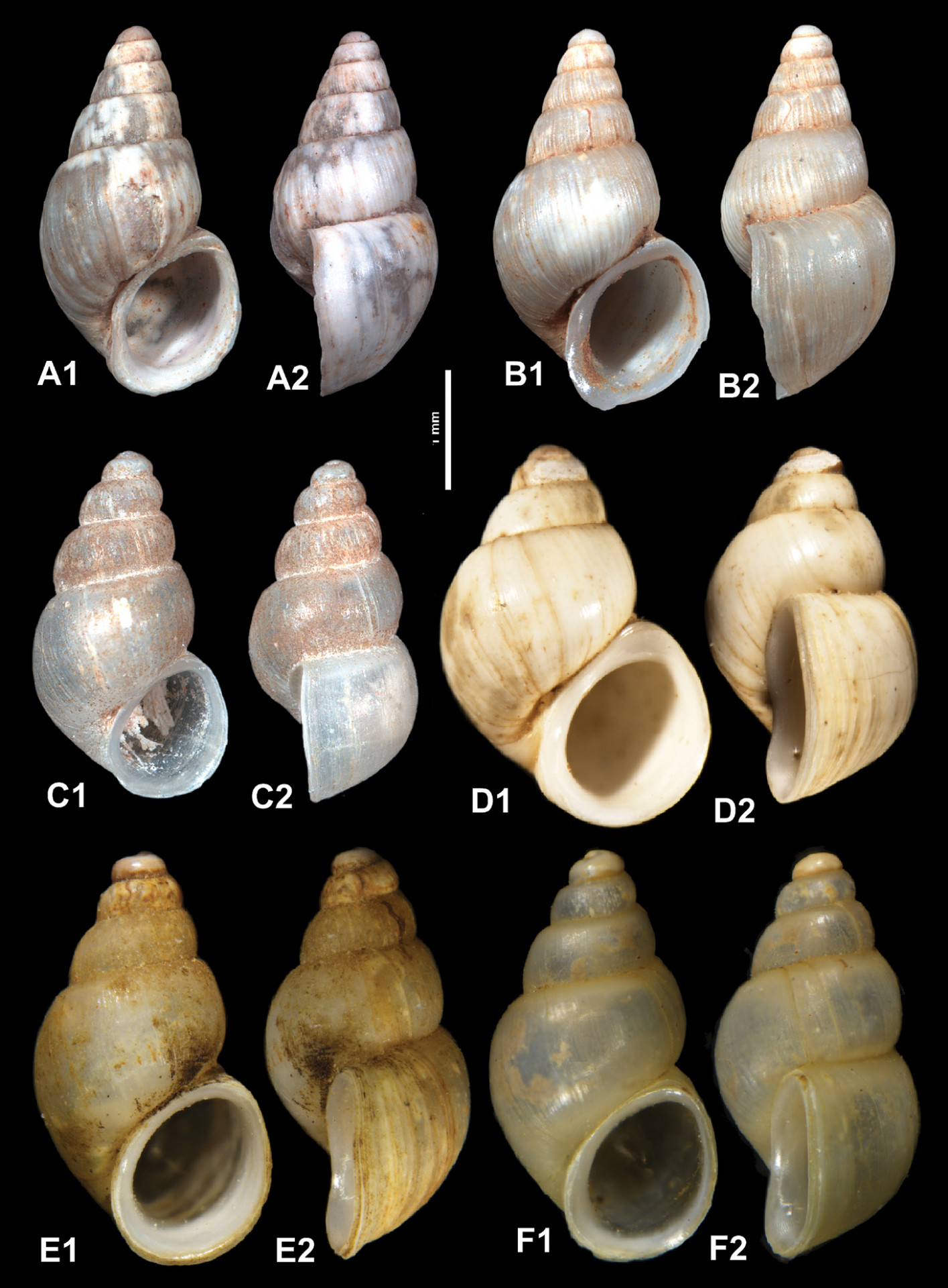 Nova vrsta puža otkrivena u Crnoj Gori, dobila naziv po Đokoviću - CdM