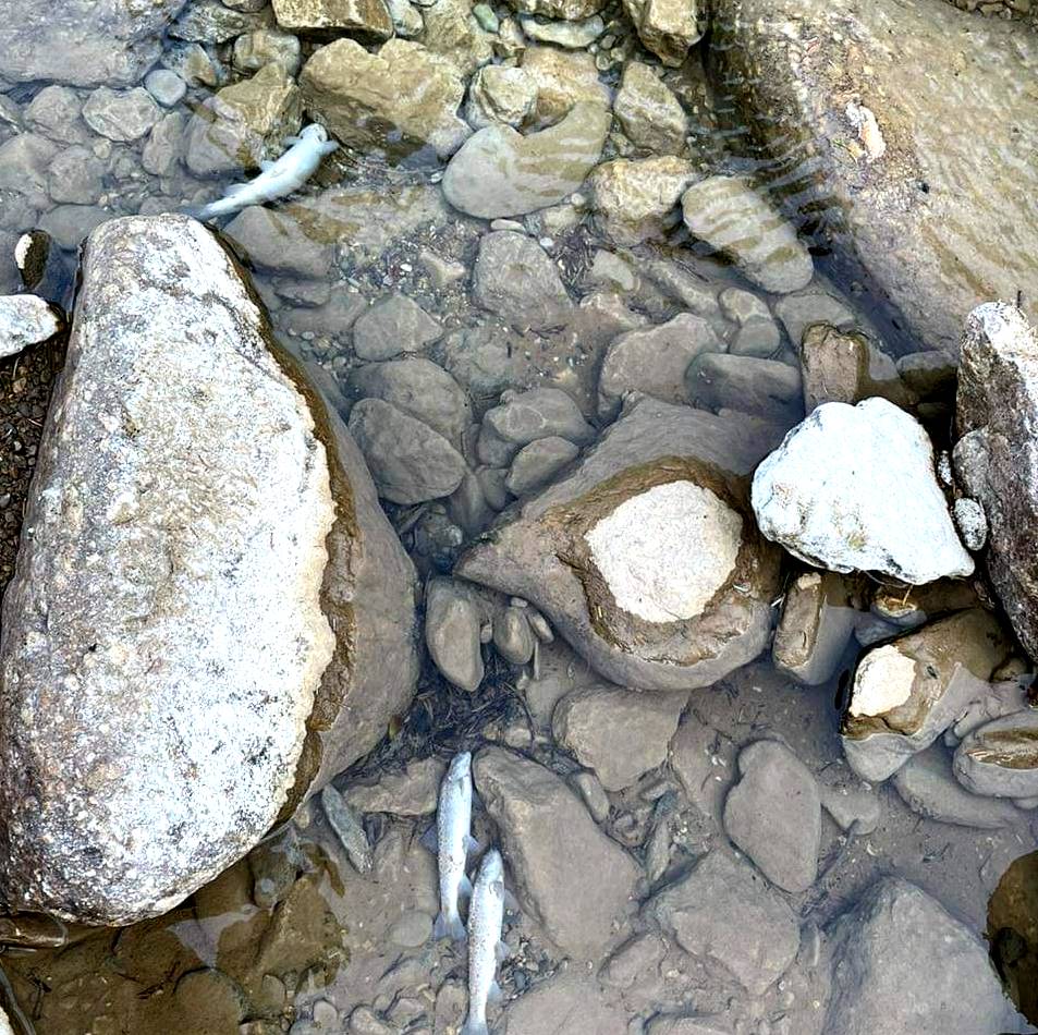 Ekološki incident: Pomor ribe na Ibru - CdM