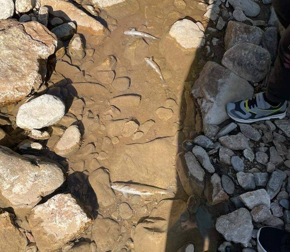 Ekološki incident: Pomor ribe na Ibru - CdM