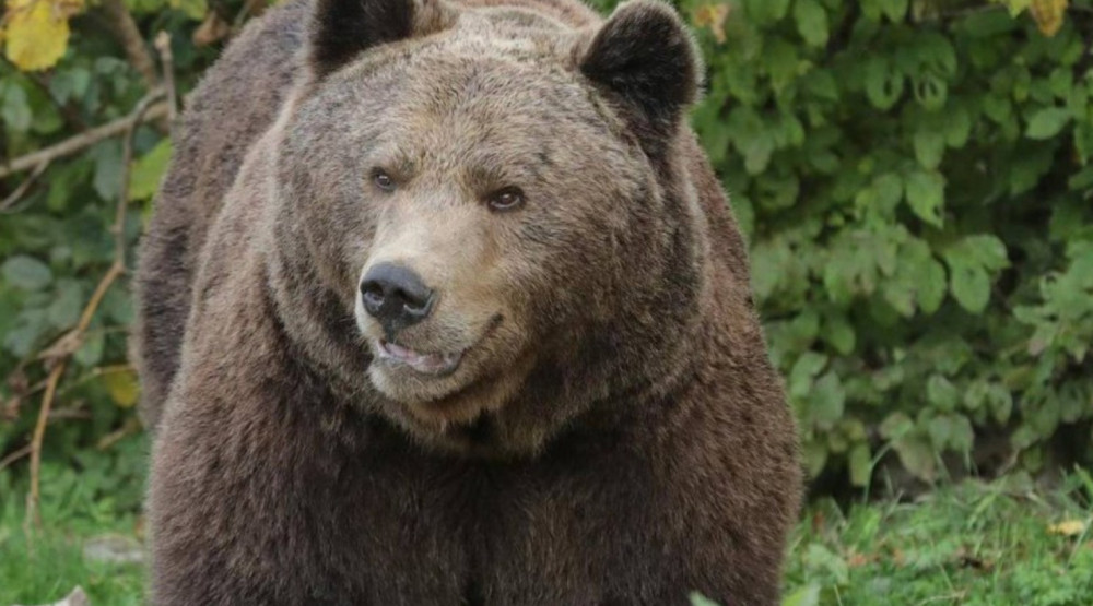 Medvjedi nijesu imali zimski san, hranu traže i blizu seoskih ...