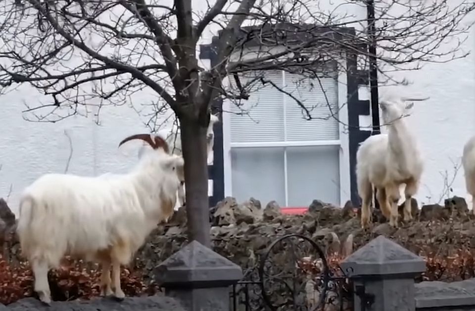 Divlje koze prave problem velškom gradiću, tuku se nasred ulice - CdM