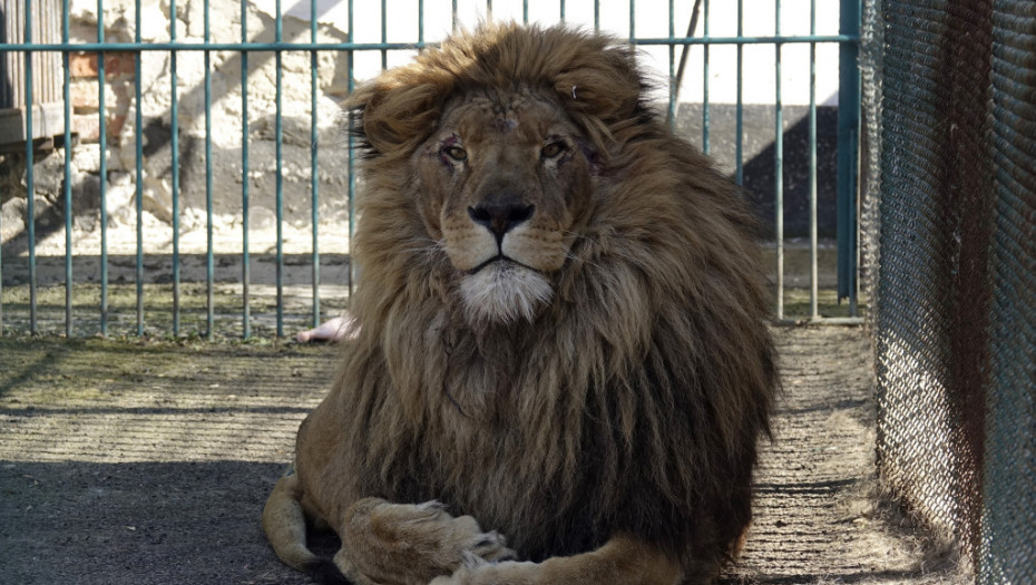 Lav Simba i vuk Akila evakuisani iz ratom razorene Ukrajine - CdM