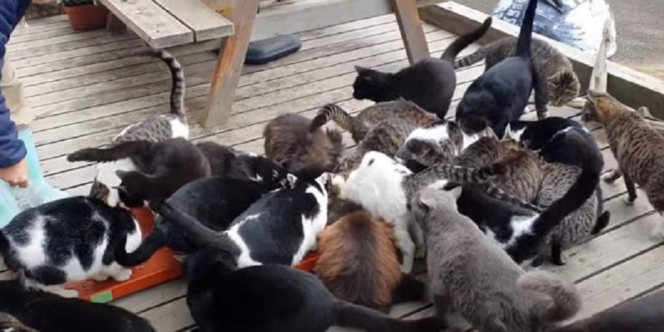 Ostrvo na kojem živi više mačaka nego ljudi - CdM