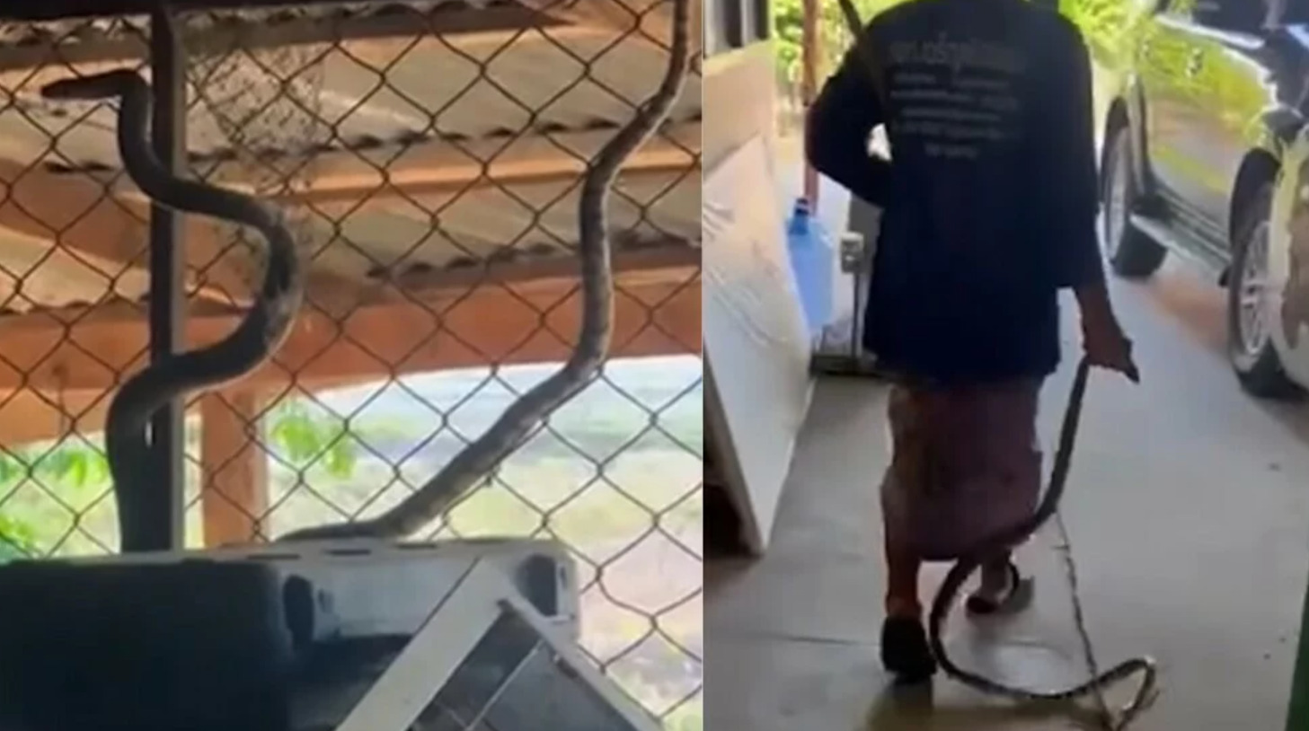 Kako je baka od 85 godina "sredila" zmiju: Snimak obračuna postao hit - CdM