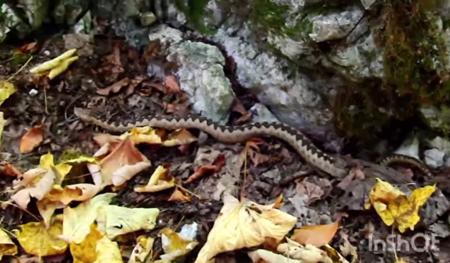 VIDEO: Poskok snimljen u NP Biogradska gora - CdM